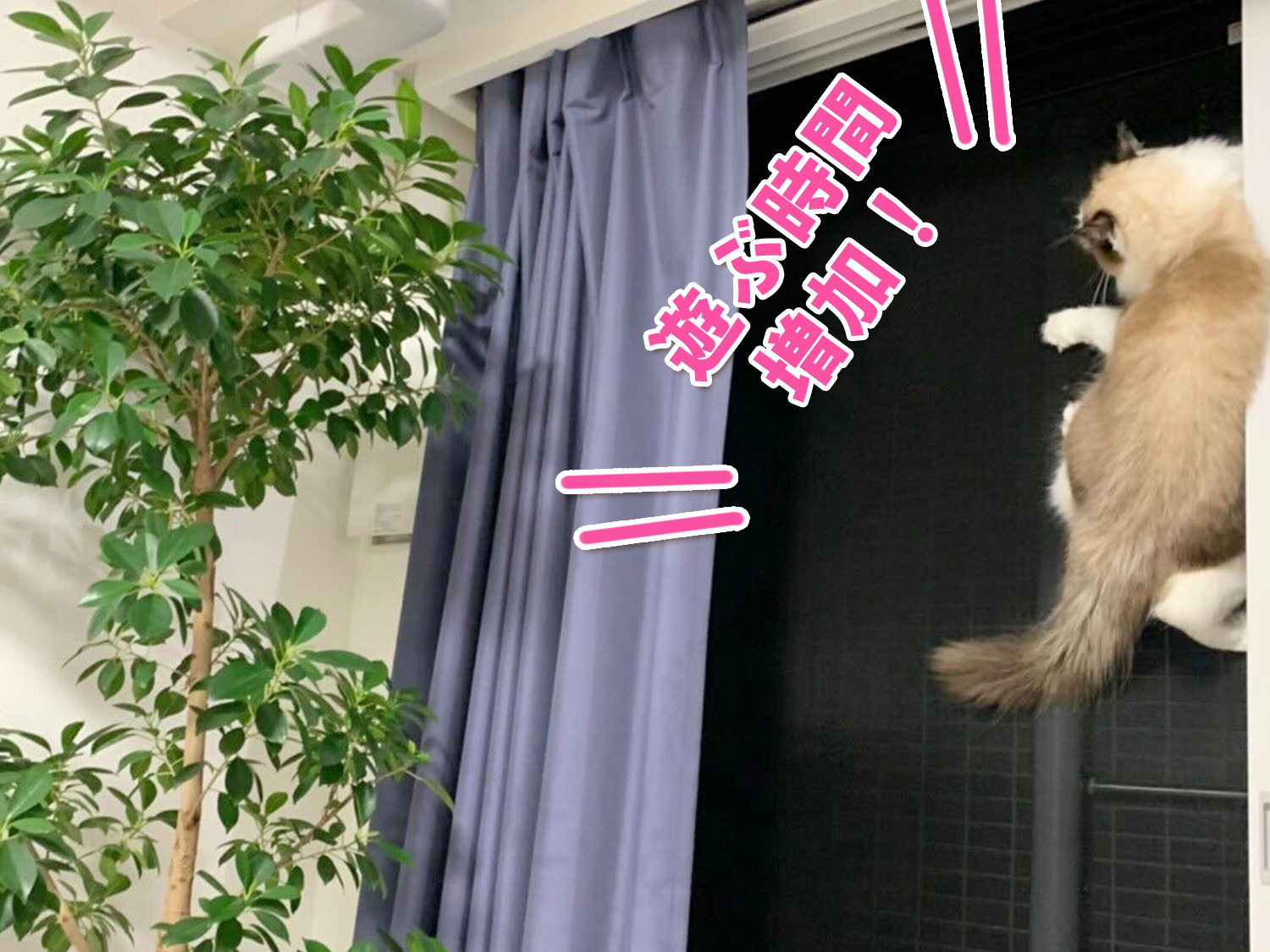 PetSnowy社の「SNOW+ 全自動猫トイレ」を徹底レビュー | カイケツ君の宮殿